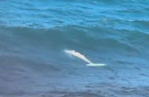 Public urged to report sightings of rare white humpback ‘Siale’ after ...